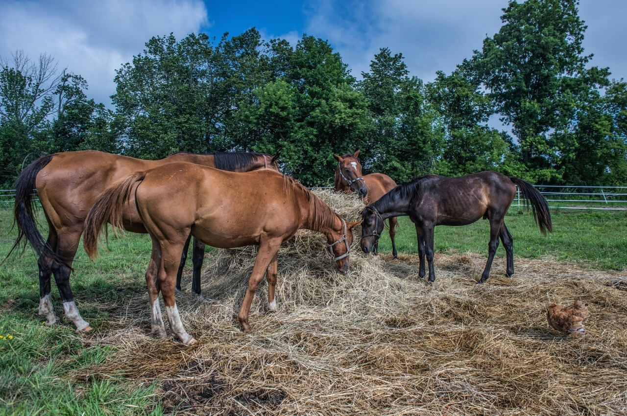 Equine Foal Growth in Hewitt, TX 76643 - Judd Veterinary Clinic