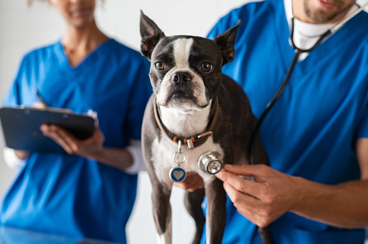 A.B.V.P. Hewitt, TX 76643 - Judd Veterinary Clinic